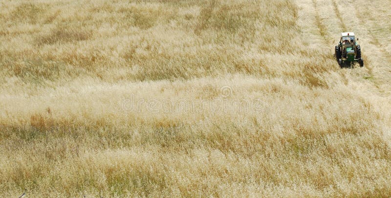 Tractor Harvesting Wheat Field Stock Photo - Image of harvesting, field ...