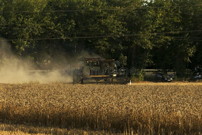 The Tractor is Harvesting Wheat in a Field Stock Image - Image of ...