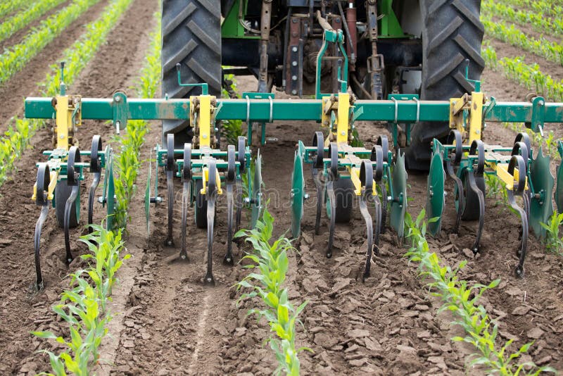 Tractor Hoeing Soil between Corn Rows Stock Photo - Image of ...