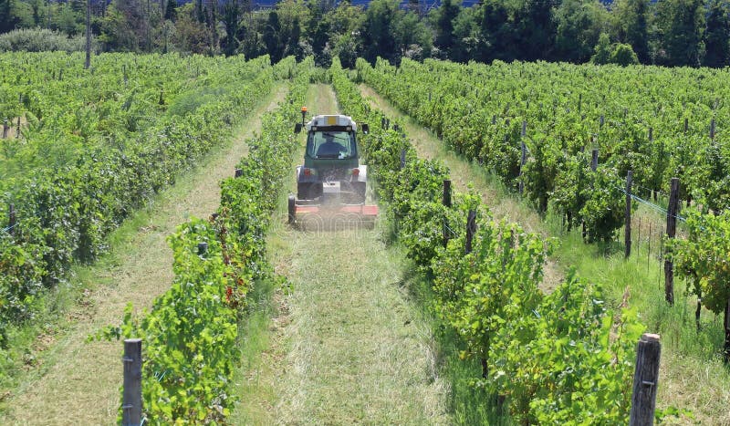 Tractor with a Lawn Mower Attachment at Work in the Vineyard Stock ...
