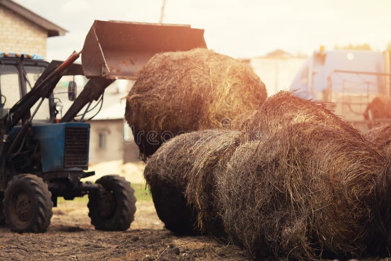 Tractor Loader Unloading Machine with Hay To Feed Cows and Horses on ...