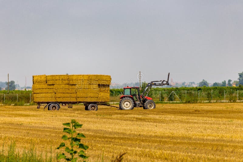 Tractor Loads Hay Bales on Trailer Stock Image - Image of bales ...