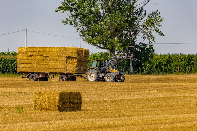Tractor Loads Hay Bales on Trailer Stock Photo - Image of crop, straw ...