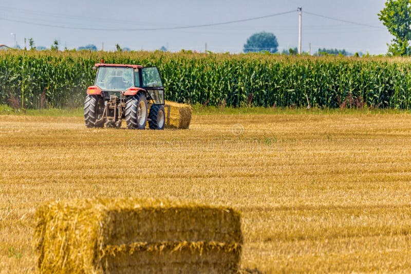 Tractor Loads Hay Bales on Trailer Stock Photo - Image of plain, farm ...