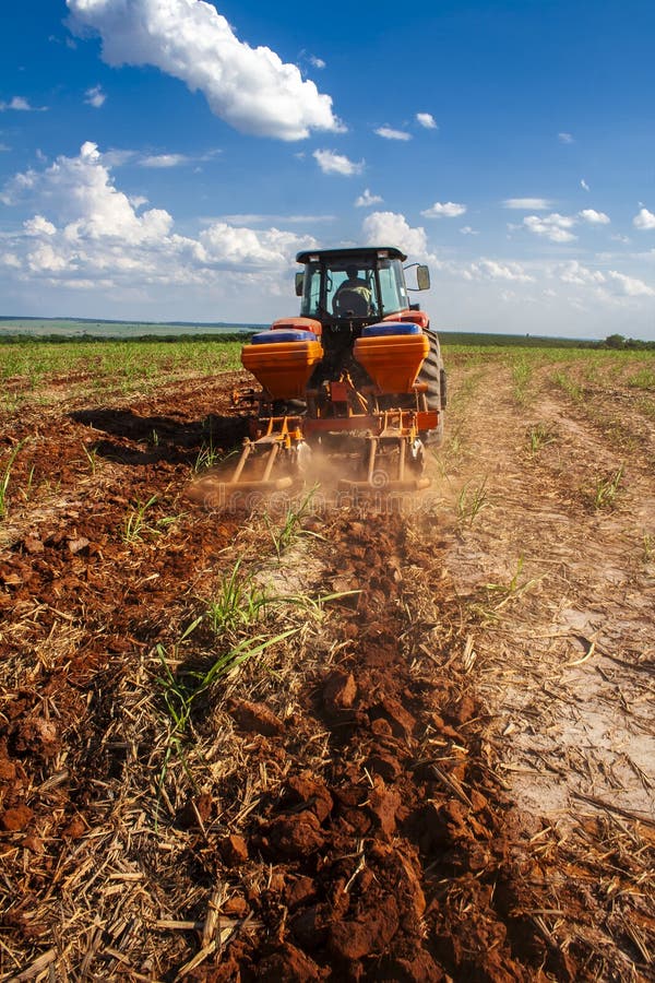 Tractor Makes Fertilization and Liming in Sugar Cane Field Stock Image ...