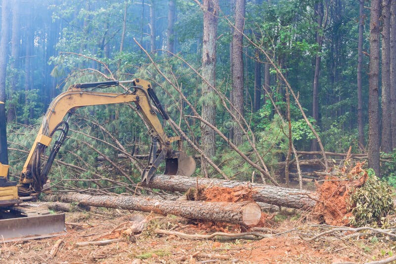 A Tractor Manipulator is Used in the Deforestation Process To Pull Down ...