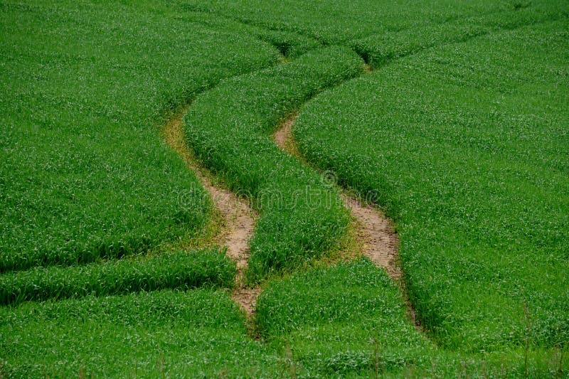 Tractor Marks in the Green Field during Summer Stock Photo - Image of ...