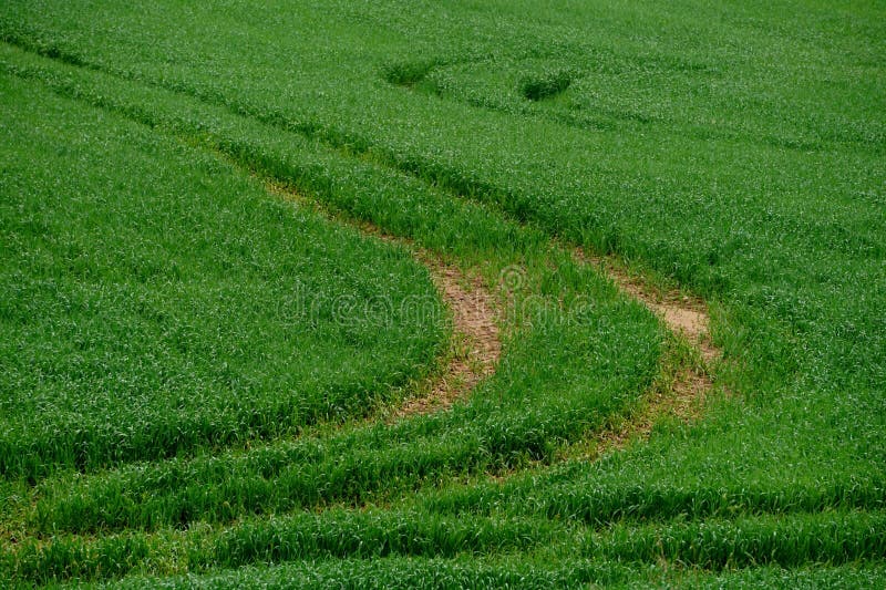 Tractor Marks in the Green Field during Summer Stock Photo - Image of ...
