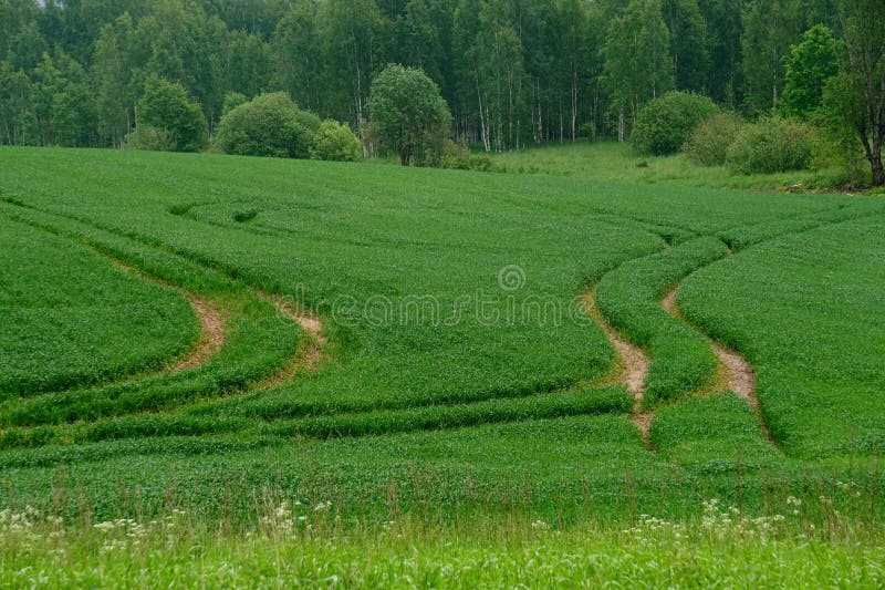 Tractor Marks in the Green Field during Summer Stock Photo - Image of ...