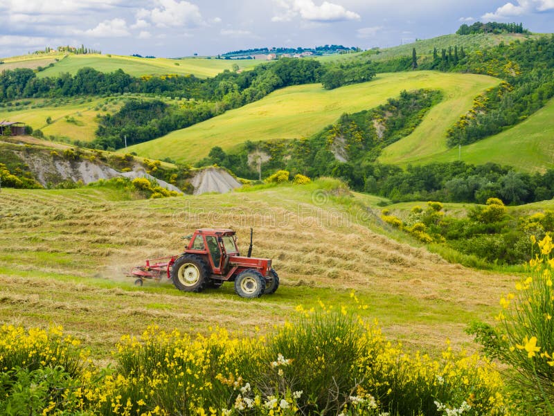 Tractor Mowing the Grass in the Fields To Harvest Bales of Hay Stock ...