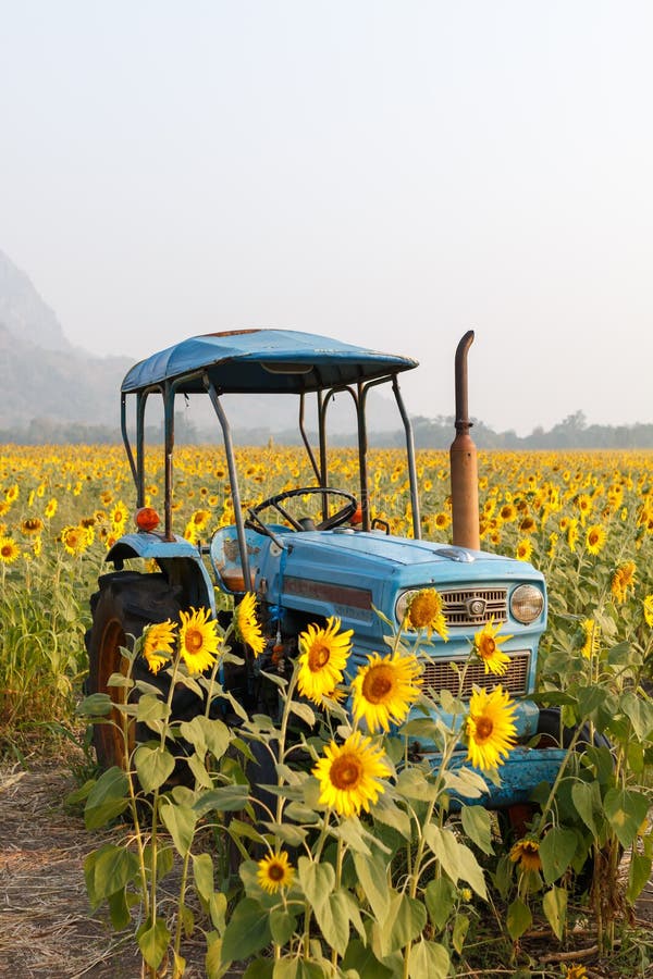 Tractor among Sunflowers in a Very Large Sunflower Field in the Summer ...