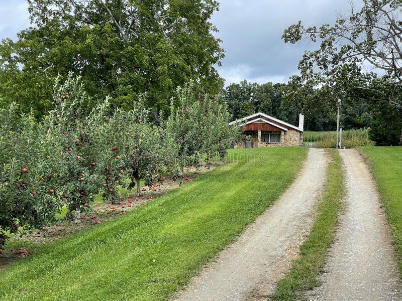 A Tractor Path between Groves of Apple Trees at Jeter Mountain Farm ...