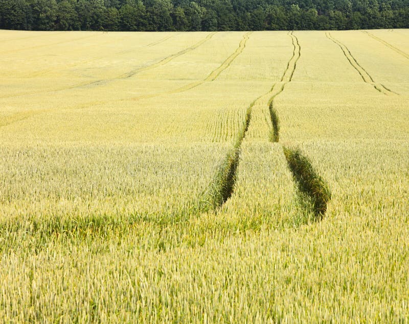 Tractor Path Over Corn Field Stock Photo - Image of cultivated, outdoor ...