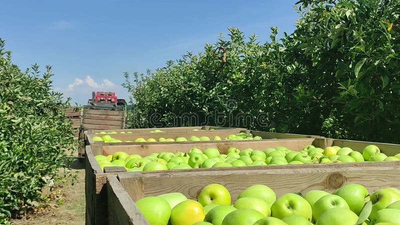 Tractor Picking Apple Boxes in an Apple Orchard Stock Video - Video of ...