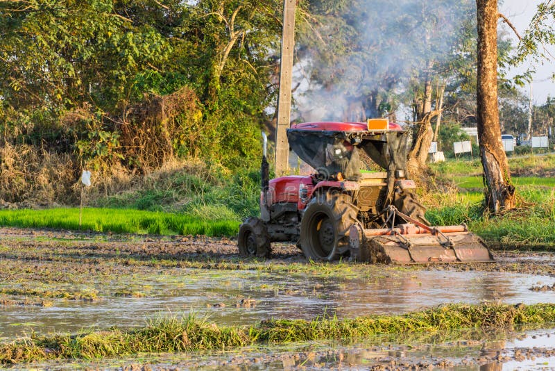 Tractor Prepares Rice Paddy, Agriculture in Thai Stock Image - Image of ...