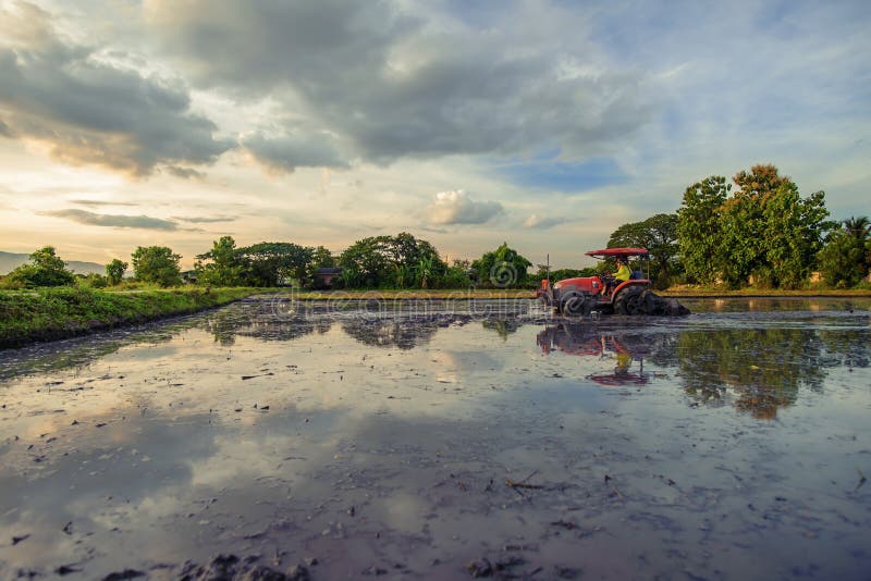 The Tractor is Preparing the Soil for Growing Rice Editorial Image ...