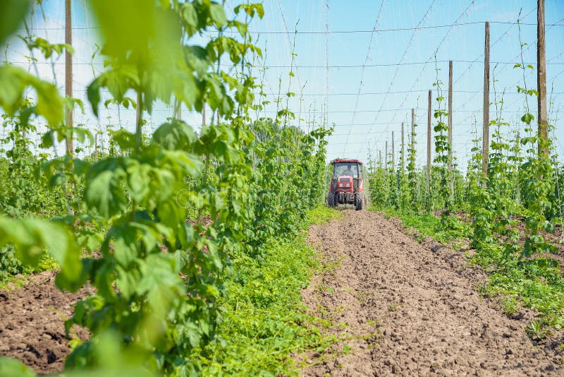 Hops field and tractor stock image. Image of agriculture - 125439893