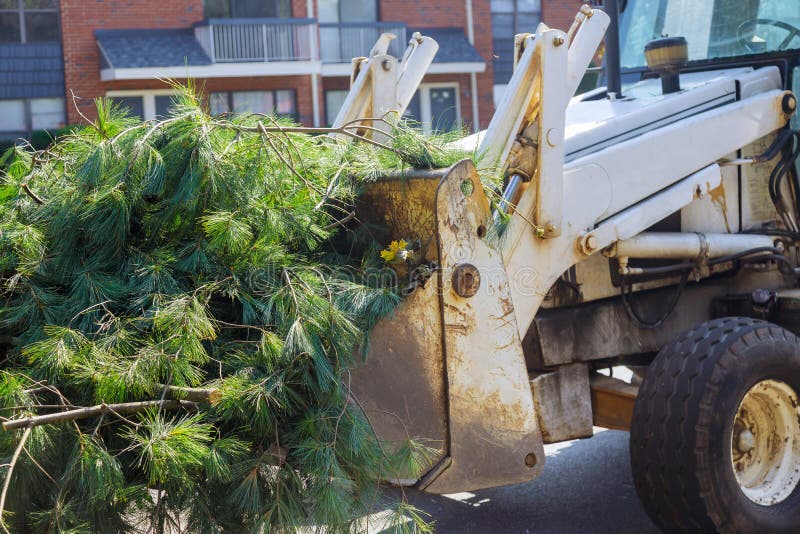 The Tractor Remove Broken Branches from Trees after a Hurricane Stock ...