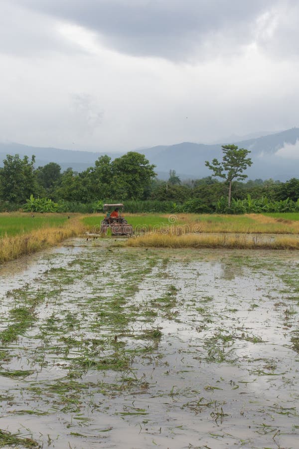 Tractor in Rice Field, Mechanism Farmer Rice Cultivation Stock Photo ...