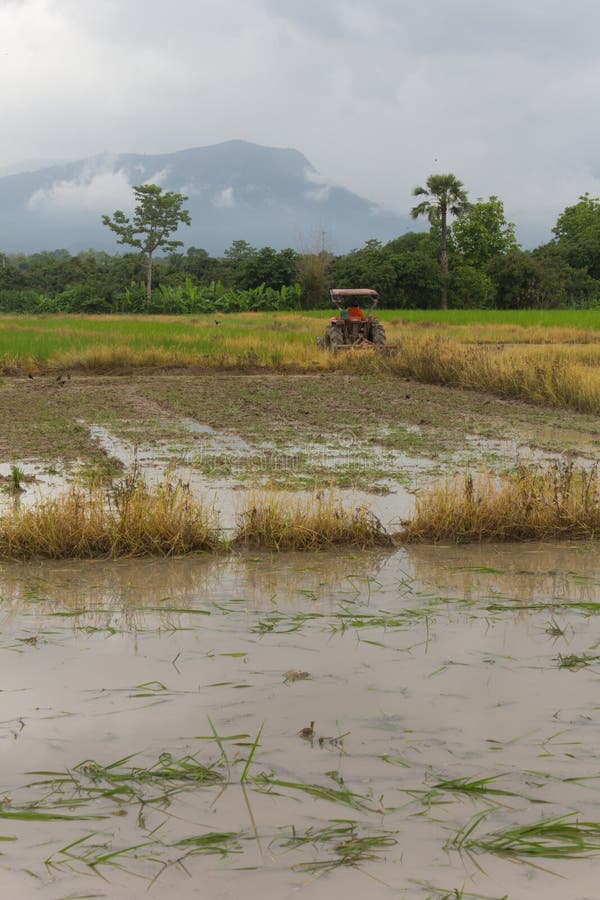 Tractor in Rice Field, Mechanism Farmer Rice Cultivation Stock Image ...