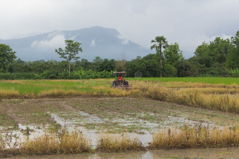 Tractor in Rice Field, Mechanism Farmer Rice Cultivation Stock Image ...