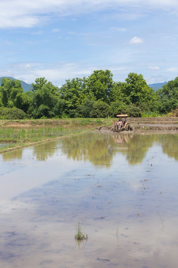 Tractor in Rice Field, Mechanism Farmer Rice Cultivation Stock Photo ...