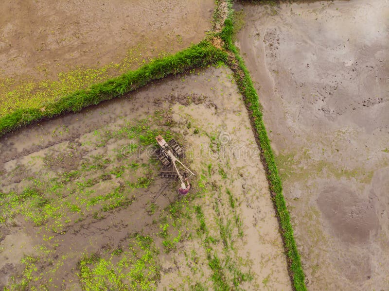 Tractor in Rice Field, Mechanism Farmer Rice Cultivation Stock Image ...