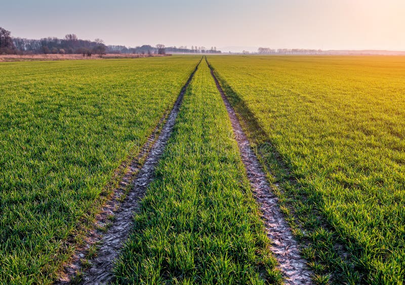 Tractor Road on Green Field Stock Photo - Image of agriculture, farm ...