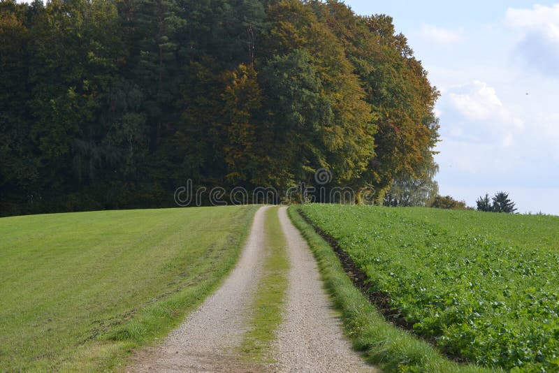Tractor Road between Two Fields Leading To the Forest Stock Image ...