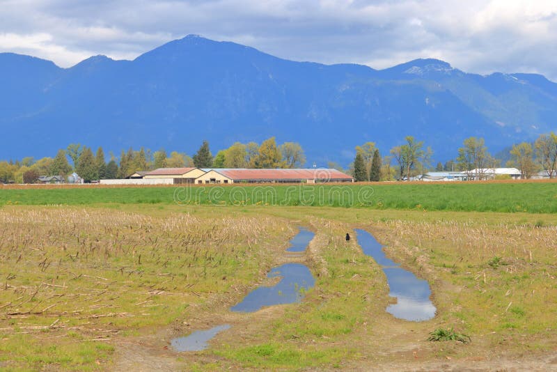 Tractor Ruts and Heavy Rain Aftermath Stock Image - Image of ...