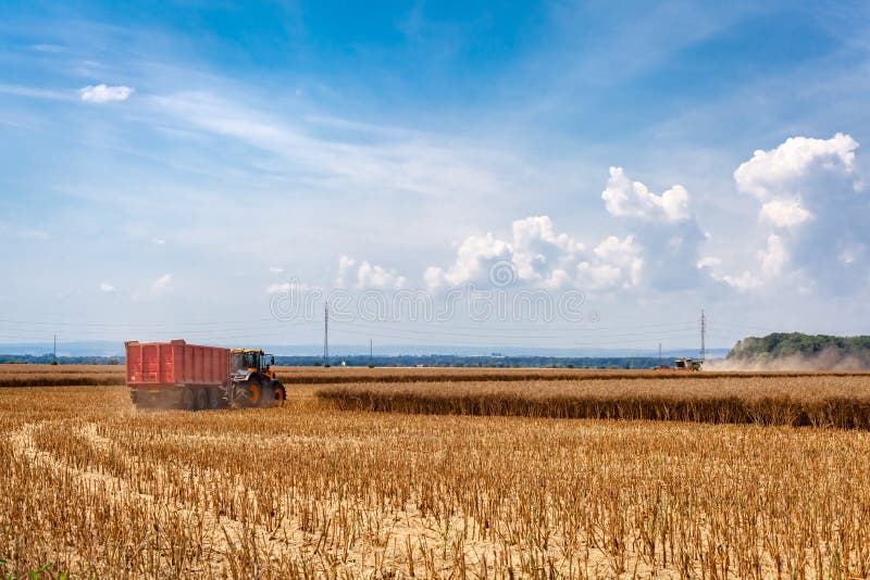Tractor with a Siding in a Field during Grain Harvesting Stock Image ...