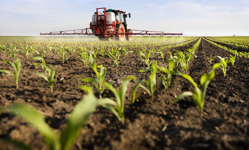 Tractor Spraying Corn Field Stock Image - Image of driving, monoculture ...