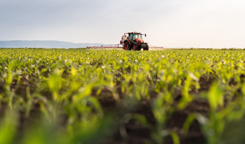 Tractor Spraying Corn Field Stock Image - Image of pesticide, care ...