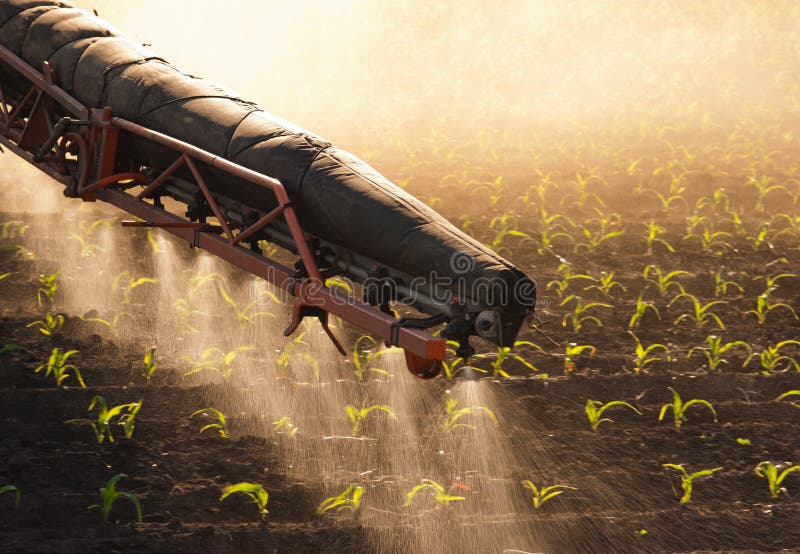 Tractor Spraying Corn Field in Sunset Stock Photo - Image of chemical ...
