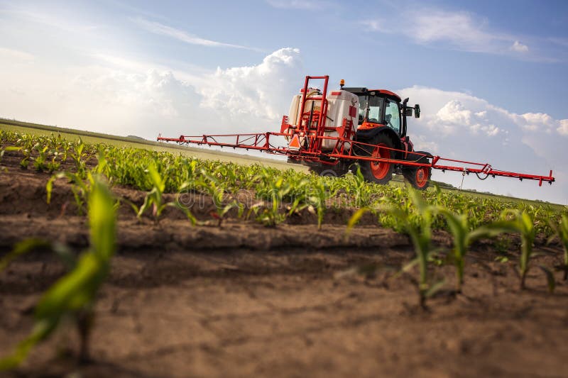 Tractor Spraying Corn Field in Sunset Stock Image - Image of crop ...