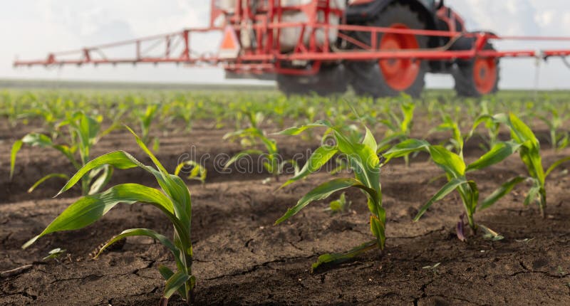Tractor Spraying Corn Field in Sunset Stock Photo - Image of machinery ...