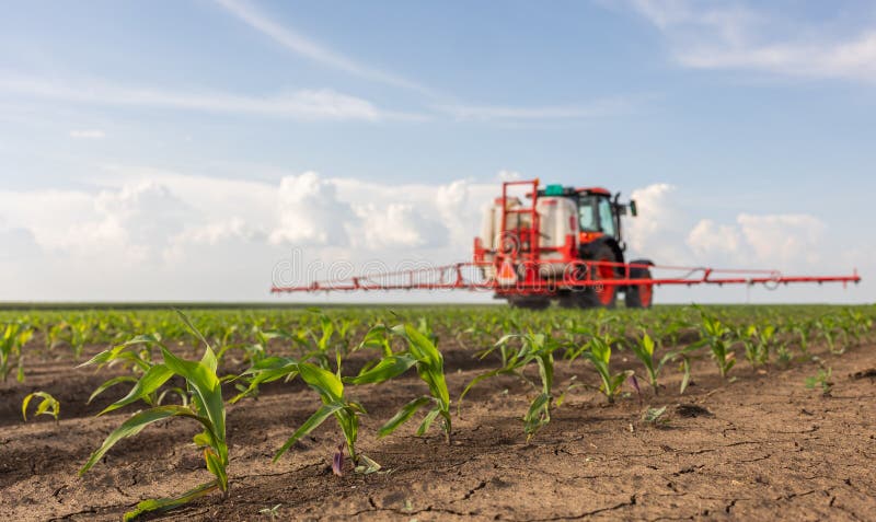 Tractor Spraying Corn Field in Sunset Stock Image - Image of sunset ...