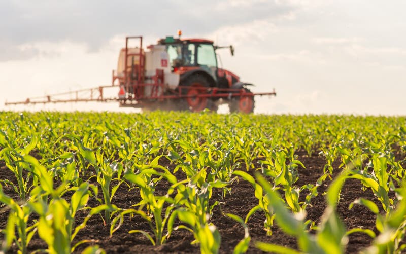 Tractor Spraying Corn Field in Sunset Stock Image - Image of ...