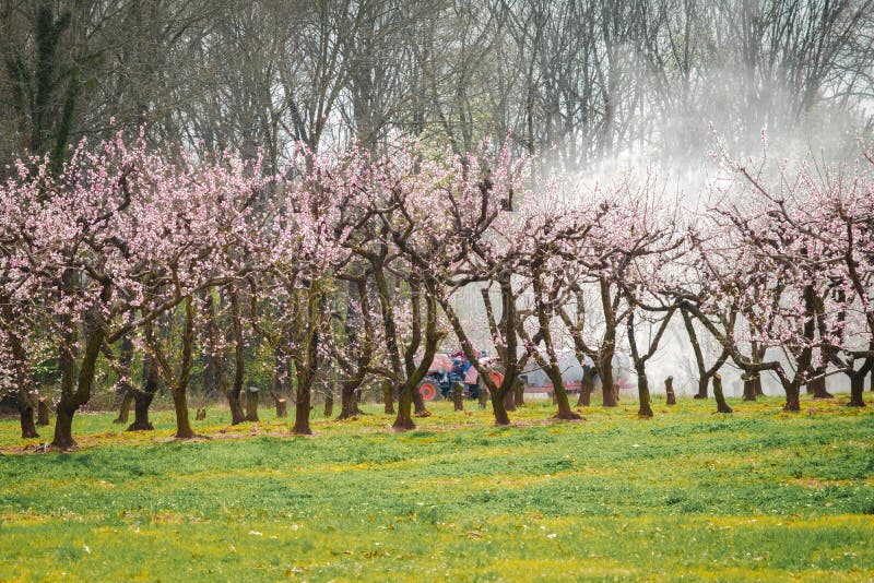 Tractor Spraying a Peach Tree Orchard with Chemicals in the Spring on ...