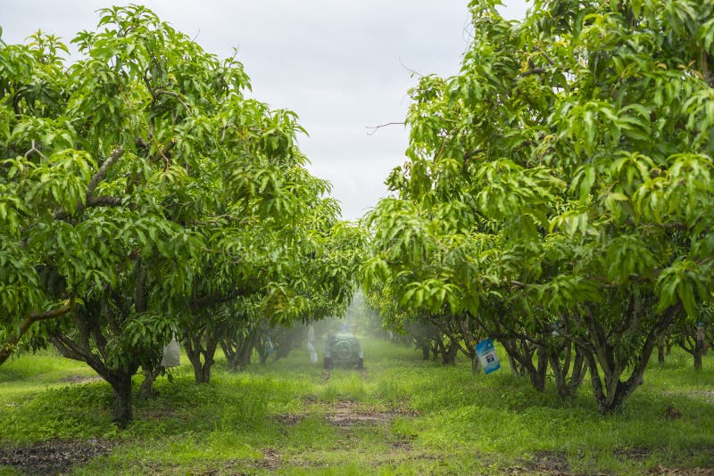 Spraying Mango Tree Stock Photos - Free & Royalty-Free Stock Photos ...
