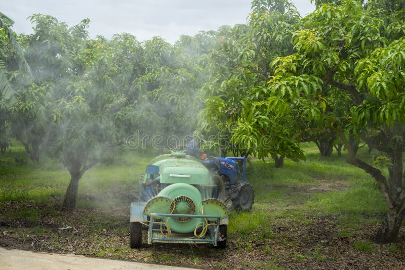 Spraying Mango Tree Stock Photos - Free & Royalty-Free Stock Photos ...