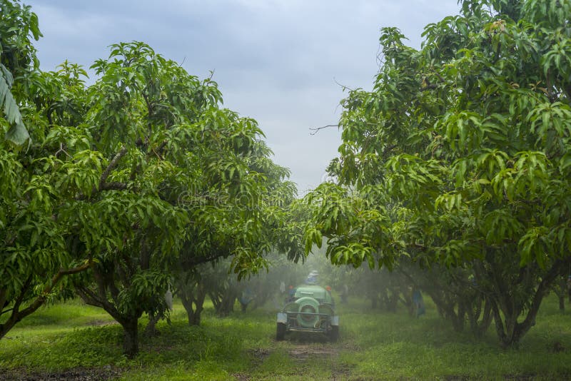 Spraying Mango Tree Stock Photos - Free & Royalty-Free Stock Photos ...