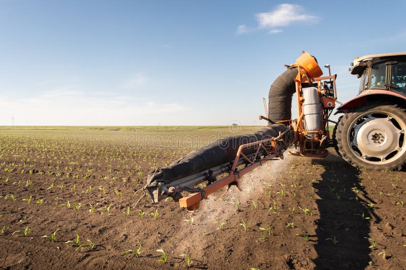 Tractor Spraying Corn Field Stock Image - Image of cultivate, farming ...