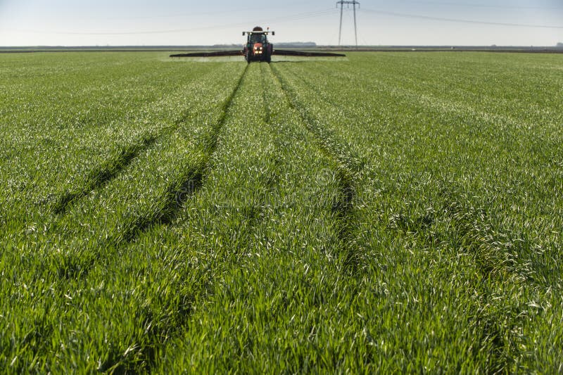 Tractor Spraying Wheat in Field Stock Image - Image of evening ...