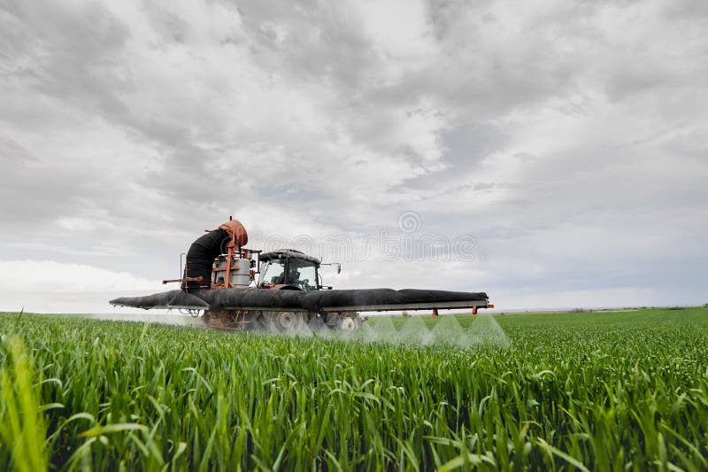 Tractor Spraying Wheat in Field Stock Photo - Image of dusk, green ...