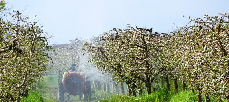 Tractor Sprays Insecticide in Apple Orchard Fields during Blossoming ...