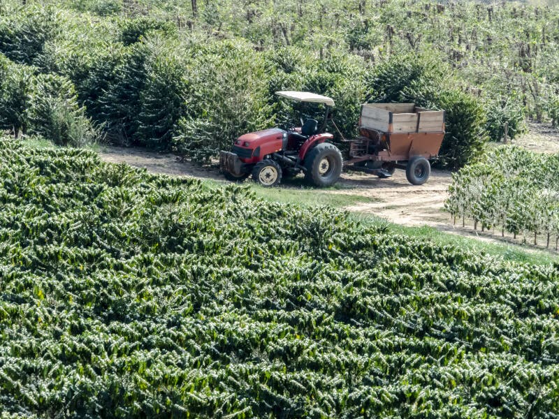 Tractor Stopped in a Coffee Field Stock Photo - Image of machinery ...