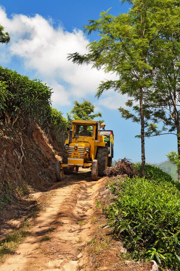 Tractor with Tea Leaves at Tea Plantation after the Working Day ...