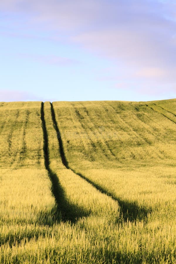 Tractor Track stock image. Image of tracks, english, meadow - 32390421