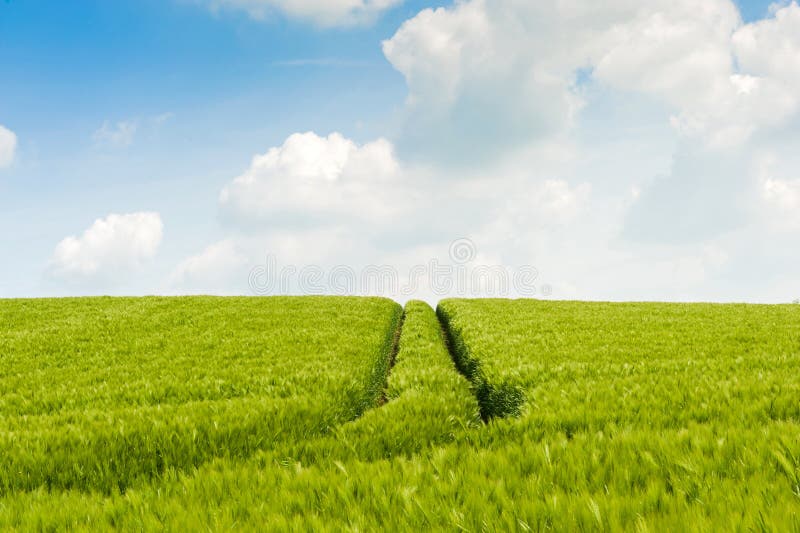 Tractor Track through a Field Stock Photo - Image of daylight, england ...